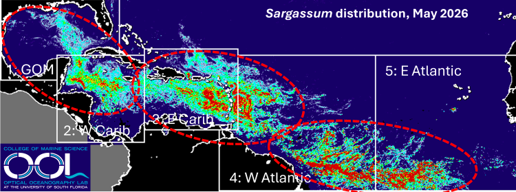 Live Sargassum Map 2026 | Caribbean Seaweed Tracker
